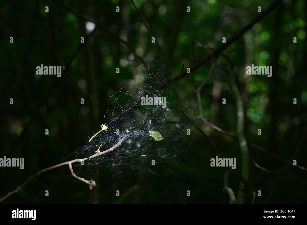 A spider's web in a forest between tree branches with a blurred ...