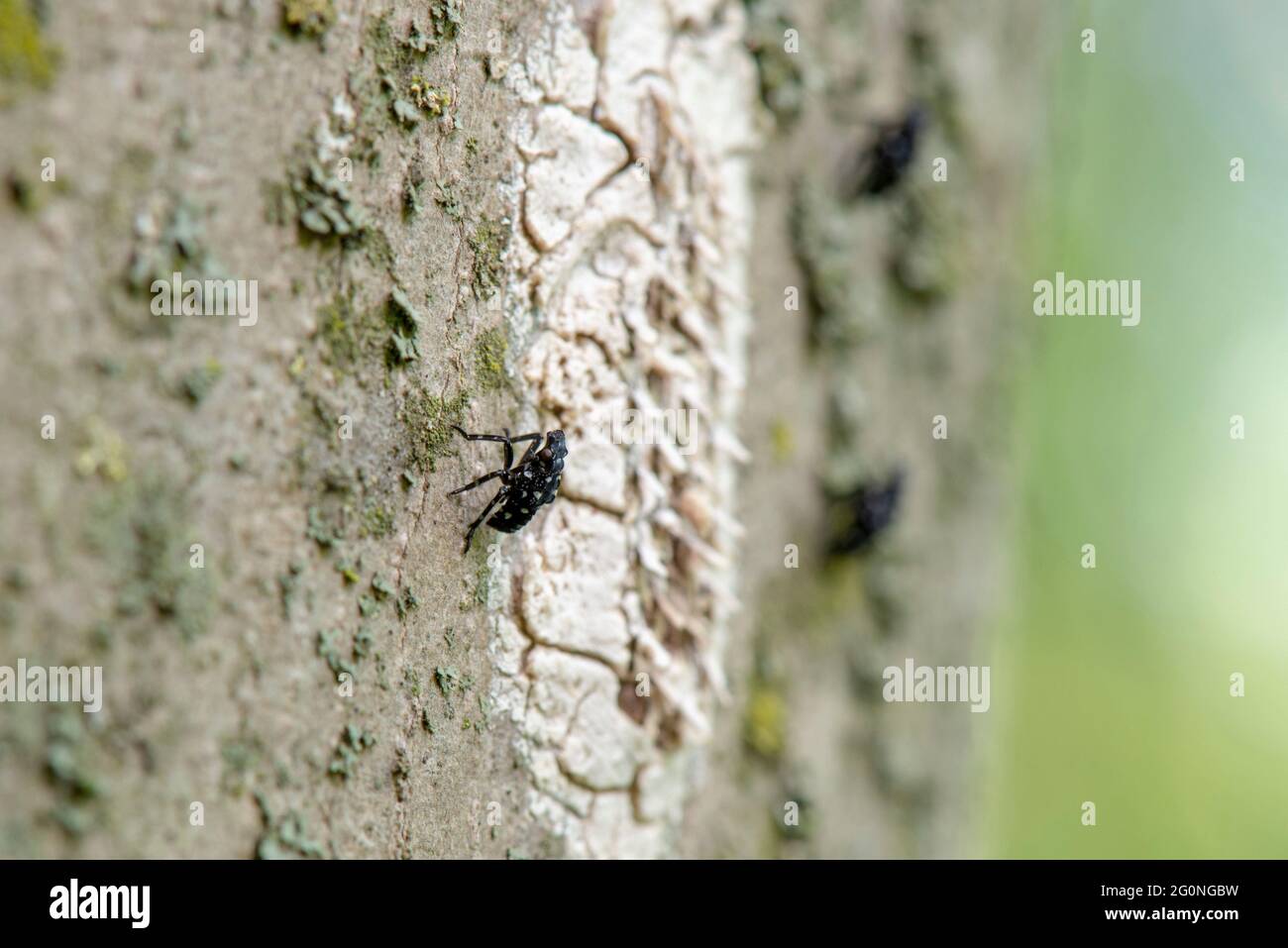 SPOTTED LANTERNFLY (LYCORMA DELICATULA) NYMPHS JUST HATCHED FROM EGG ...