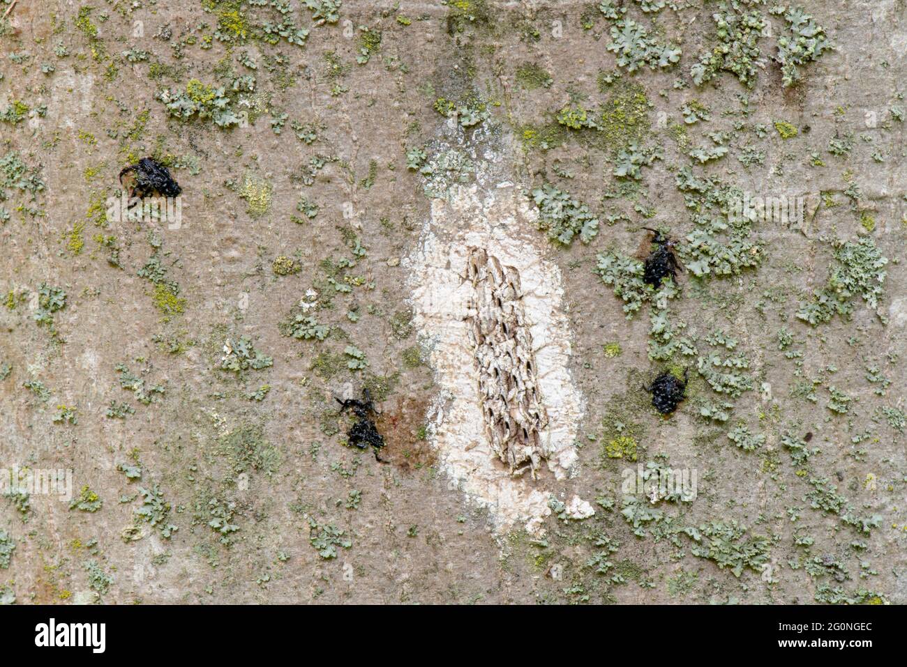 SPOTTED LANTERNFLY (LYCORMA DELICATULA) NYMPHS JUST HATCHED FROM EGG ...