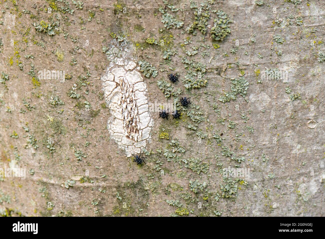 SPOTTED LANTERNFLY (LYCORMA DELICATULA) NYMPHS JUST HATCHED FROM EGG ...