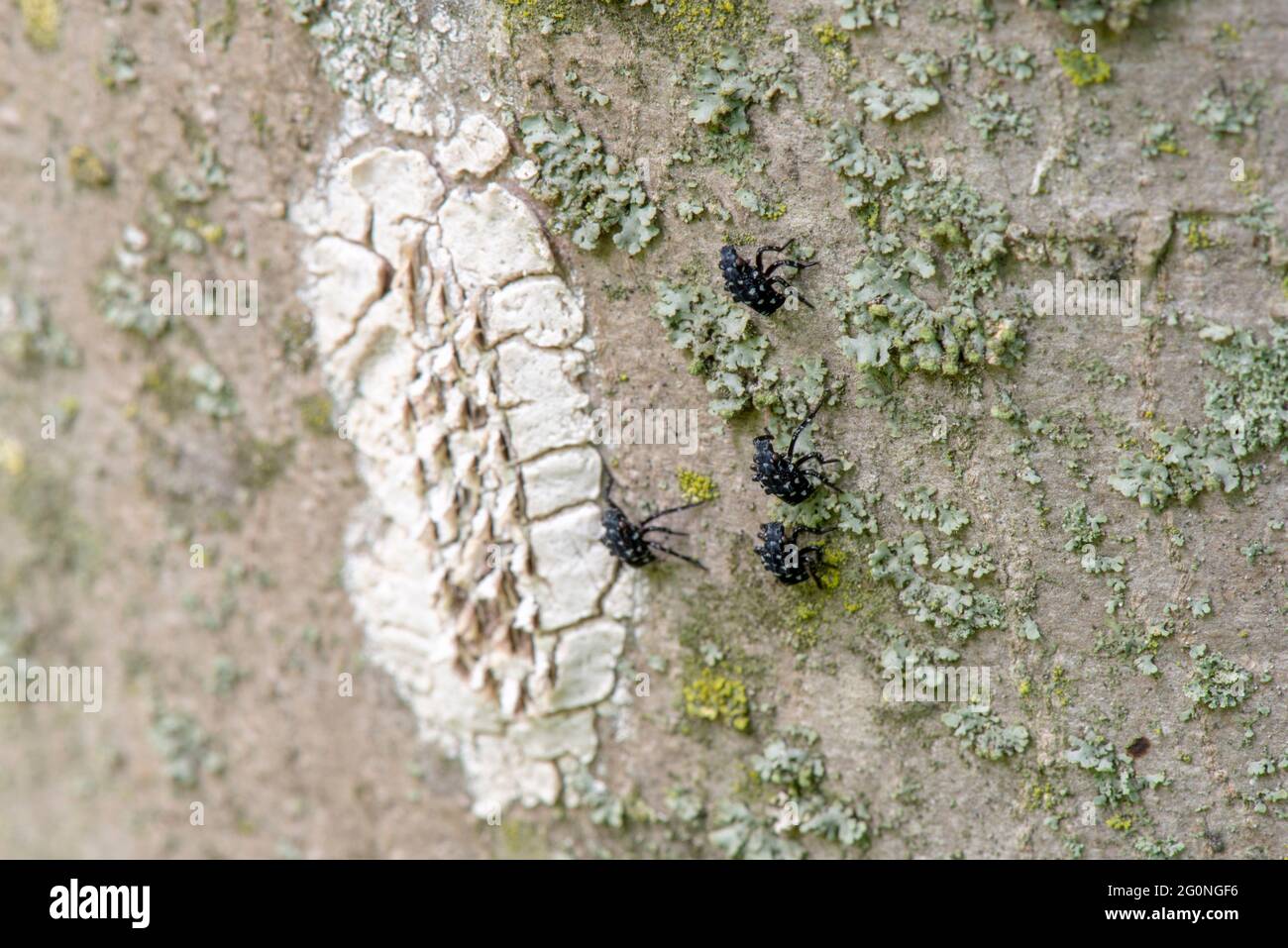 SPOTTED LANTERNFLY (LYCORMA DELICATULA) NYMPHS JUST HATCHED FROM EGG ...