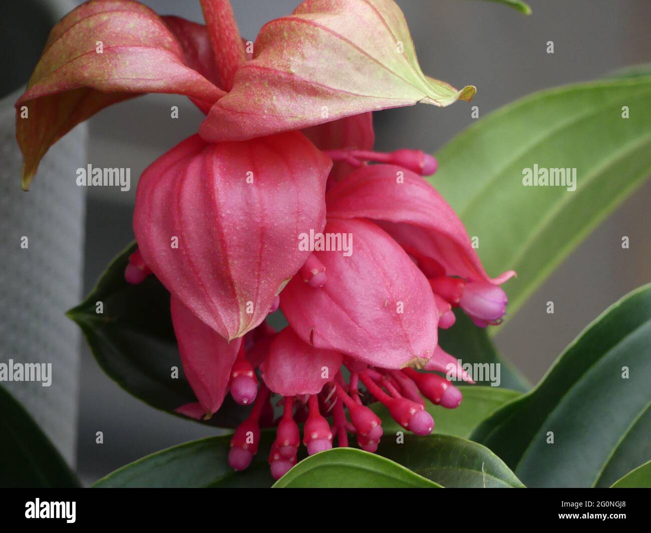 Rose garden philippines hi-res stock photography and images - Alamy