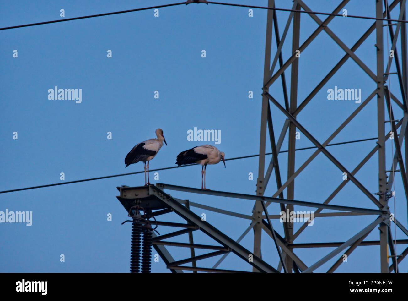 Two lines of birds hi-res stock photography and images - Alamy