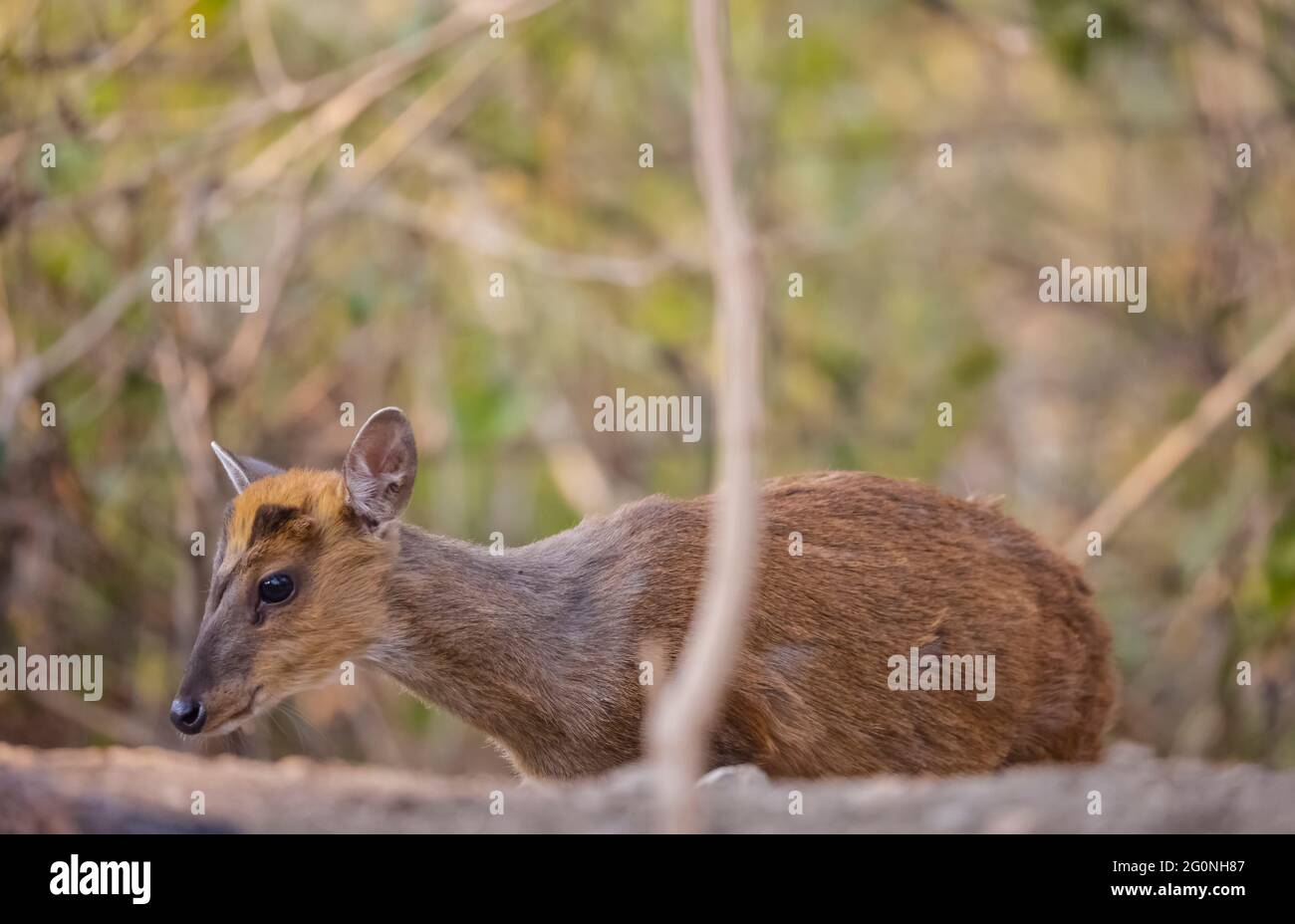 Barking deer or Indian muntjac (Muntiacus muntjak) in the forest of ...