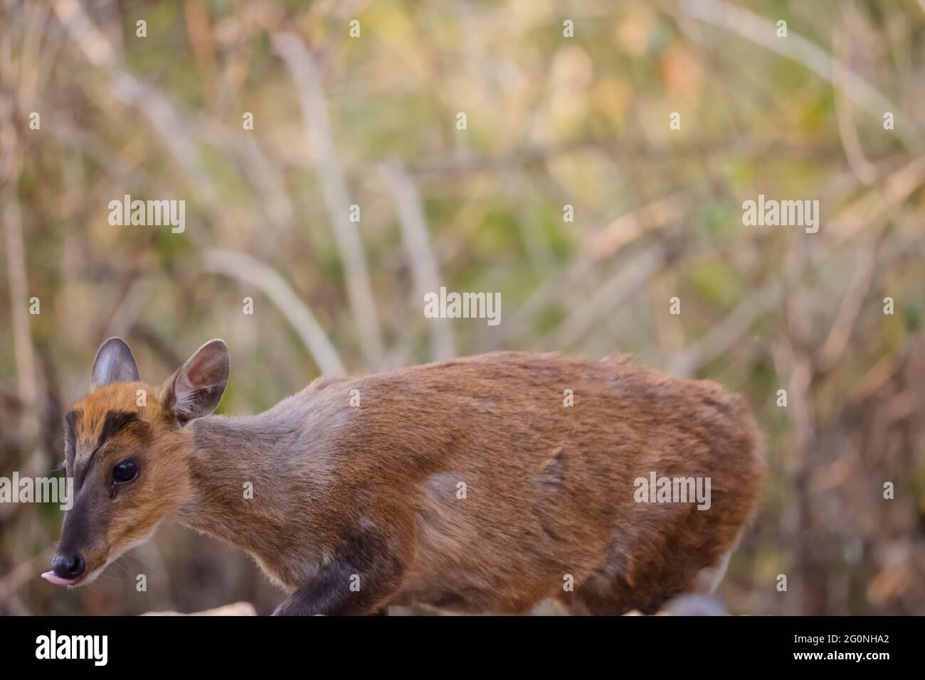 Barking deer or Indian muntjac (Muntiacus muntjak) in the forest of ...