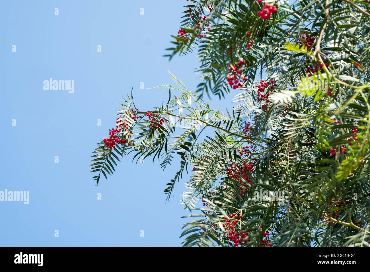 branches of a pink pepper tree with leaves and fruits Stock Photo - Alamy