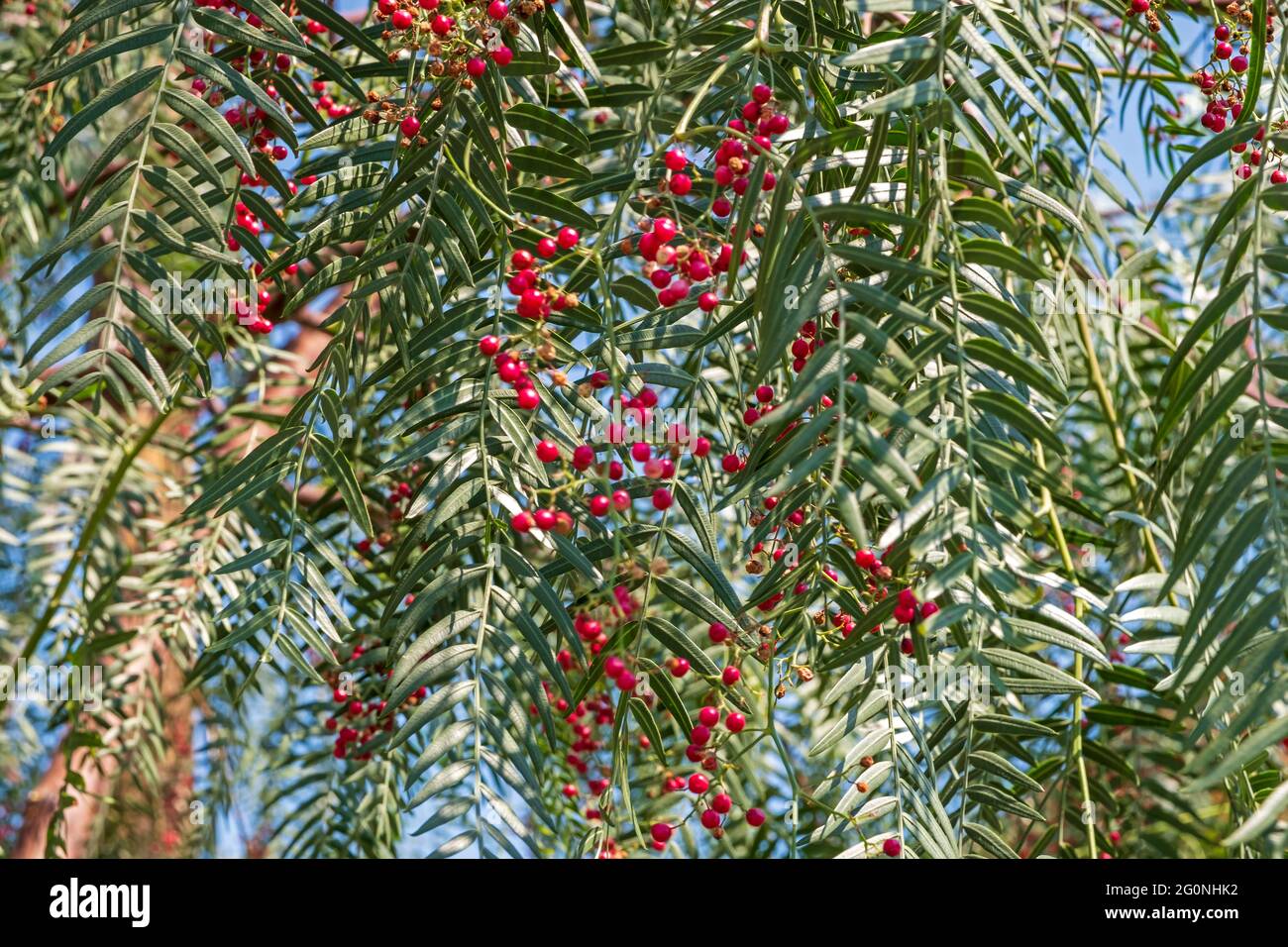 False pepper tree hi-res stock photography and images - Alamy