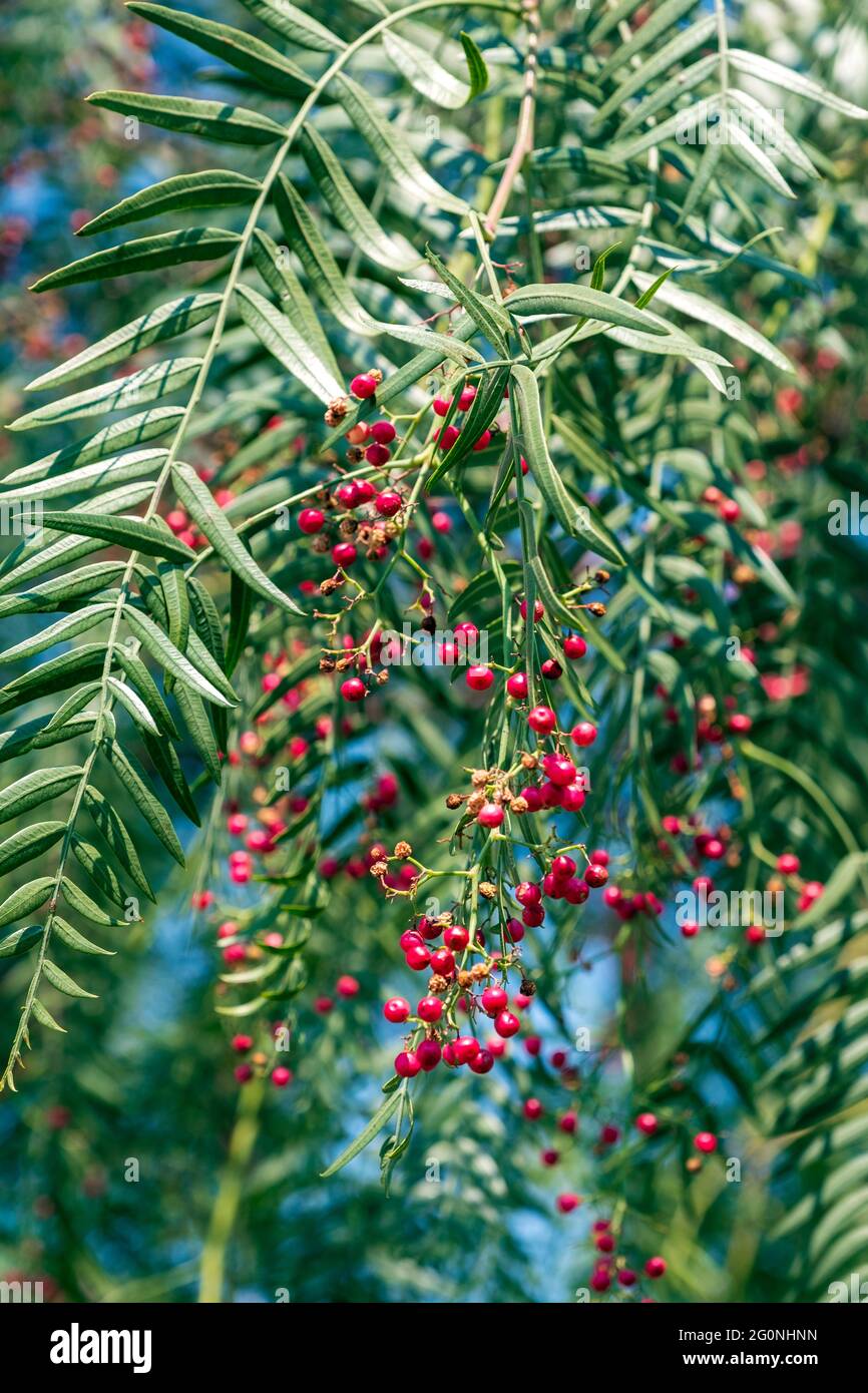 branches of a pink pepper tree with leaves and fruits Stock Photo - Alamy