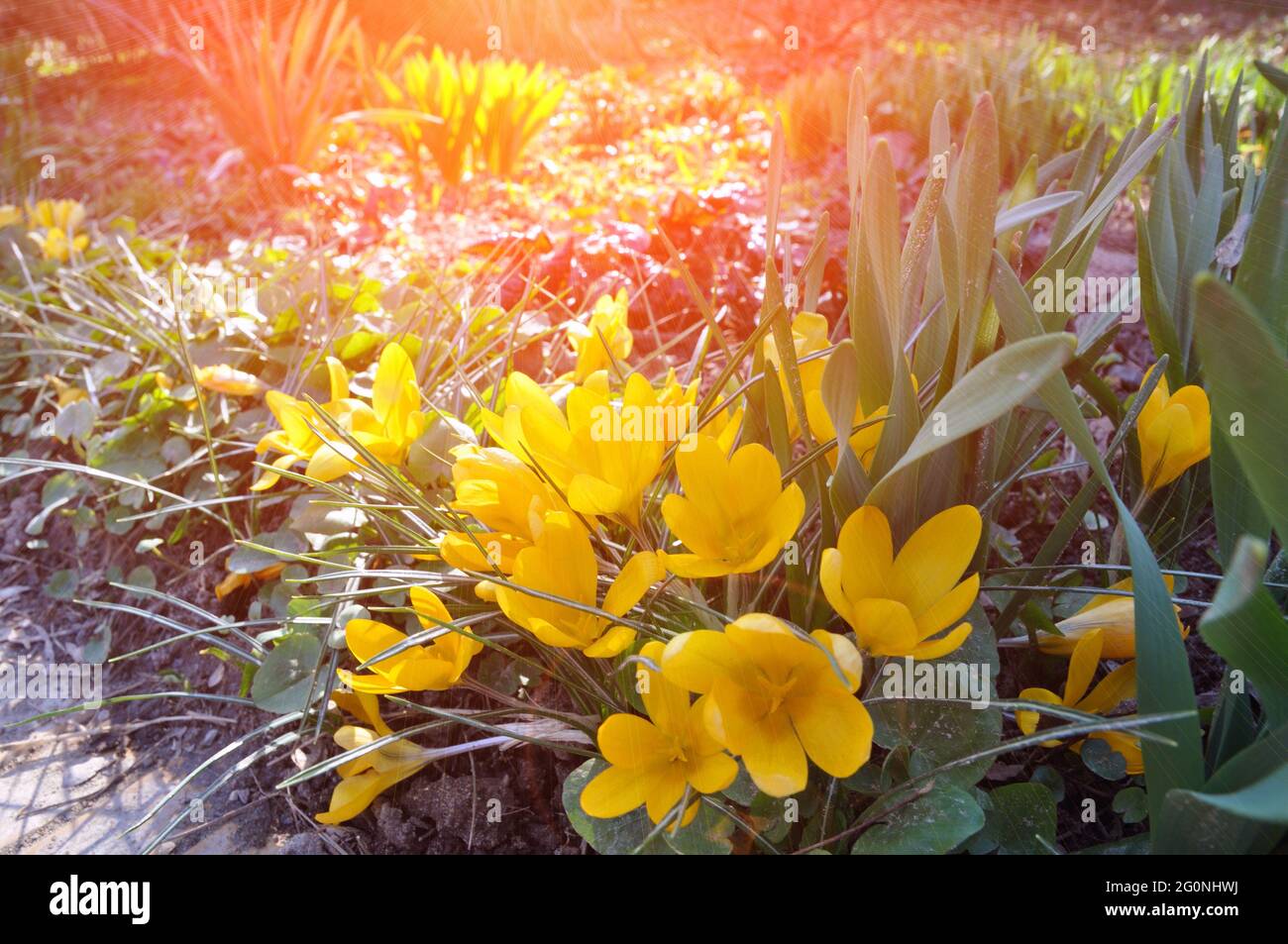Dutch yellow crocus crocus flavus hi-res stock photography and images ...
