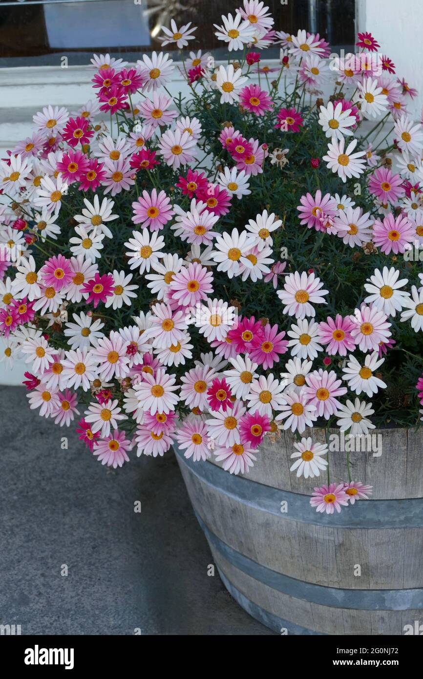 Barrel planter hi-res stock photography and images - Alamy