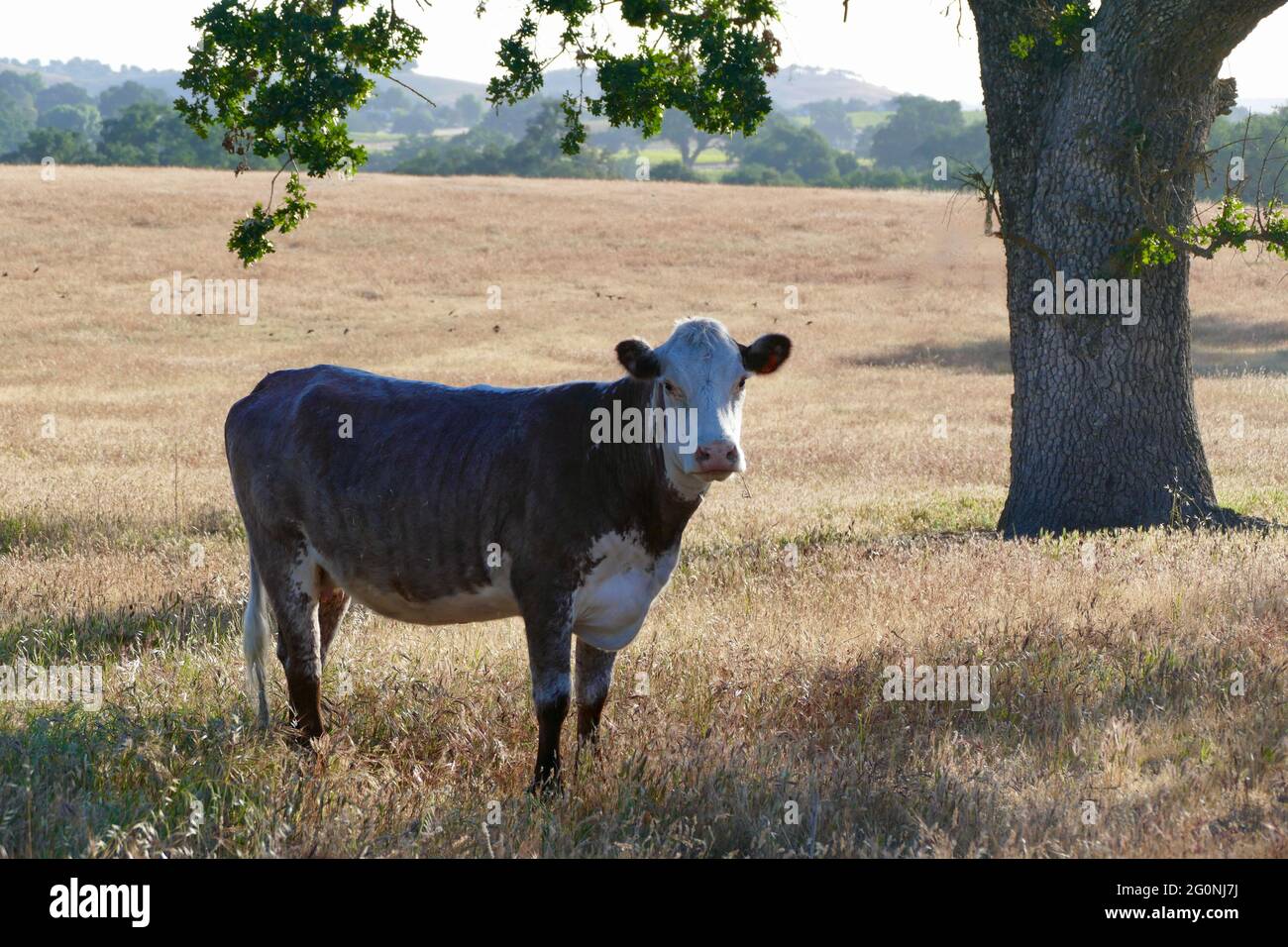 Curious cow hi-res stock photography and images - Alamy