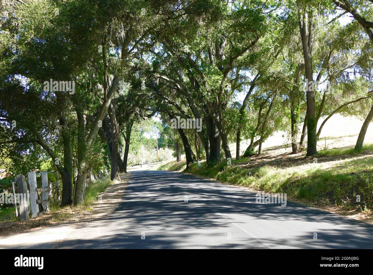 Narrow country road with tree canopy Stock Photo - Alamy