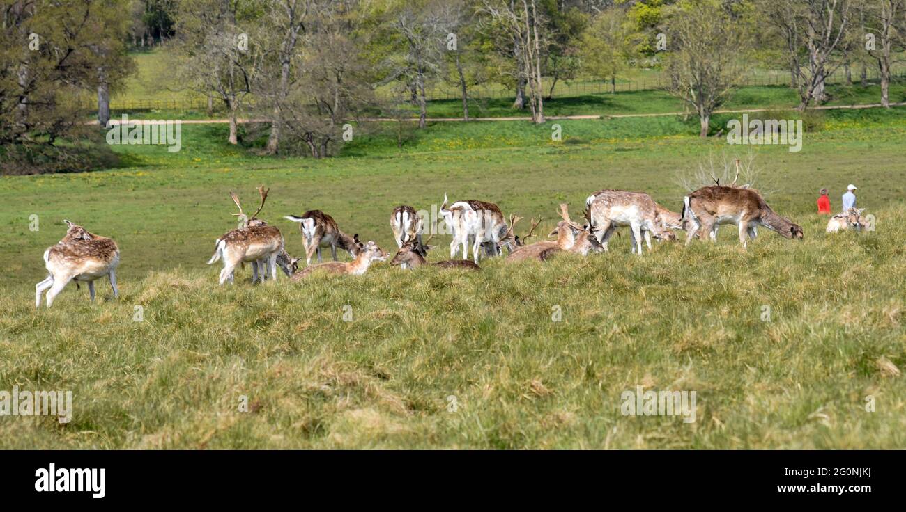 Shropshire Countryside at its best, Animals and forestry Stock Photo ...