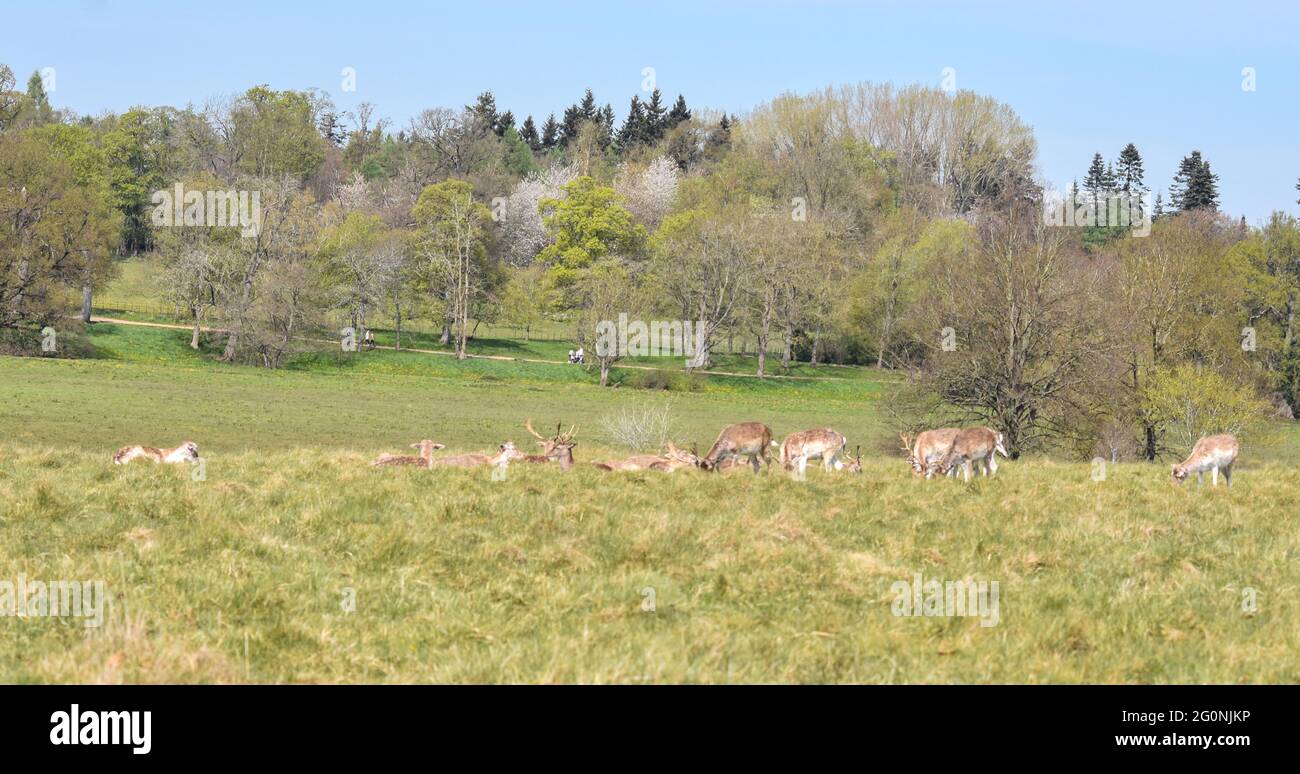 Shropshire Countryside at its best, Animals and forestry Stock Photo ...