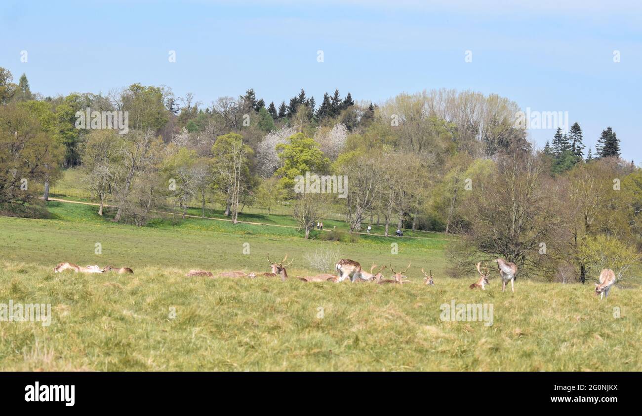 Shropshire Countryside at its best, Animals and forestry Stock Photo ...