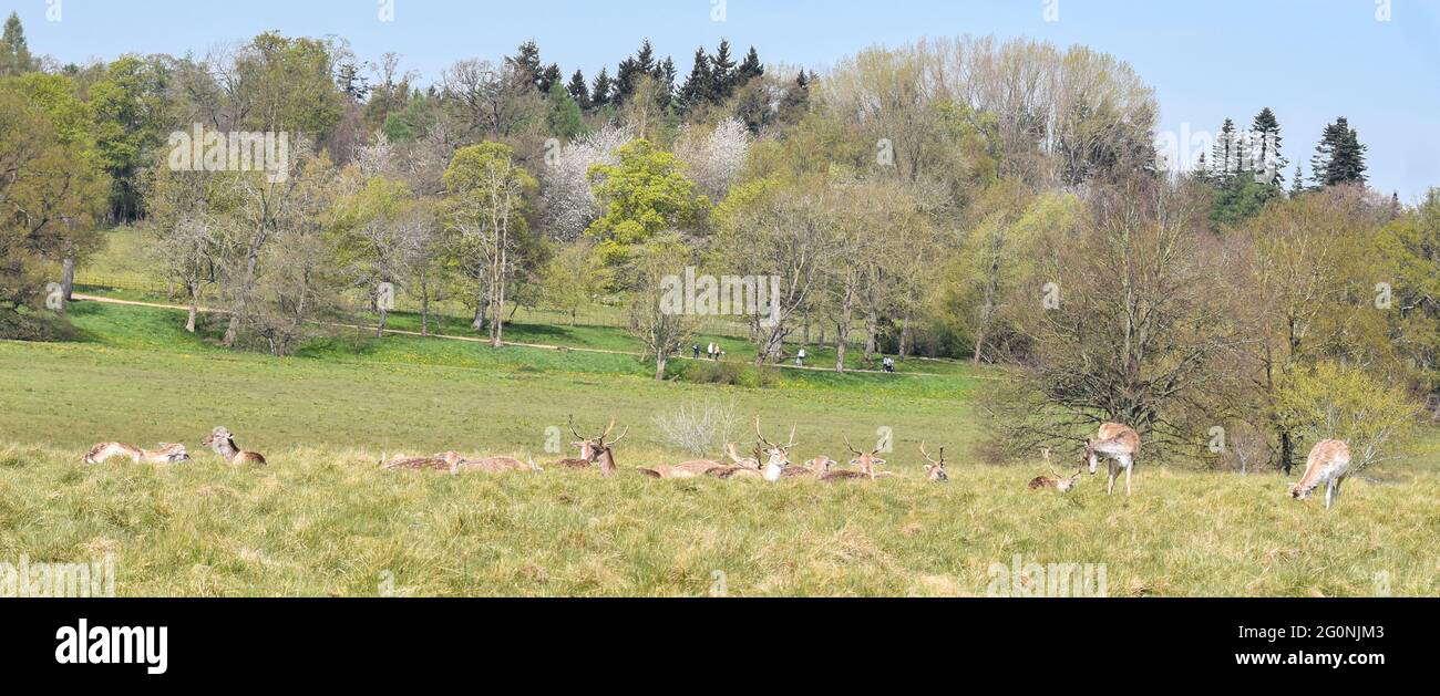 Shropshire Countryside at its best, Animals and forestry Stock Photo ...