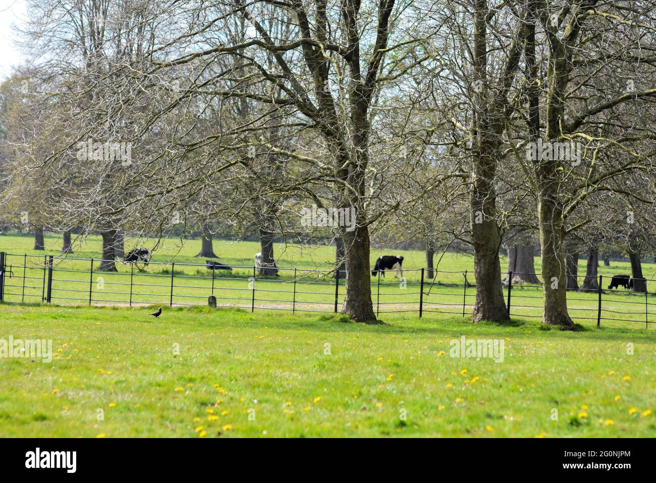 Shropshire Countryside at its best, Animals and forestry Stock Photo ...