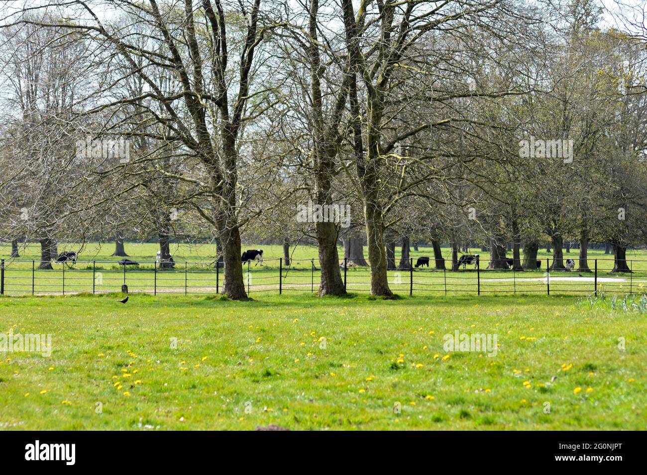 Shropshire Countryside at its best, Animals and forestry Stock Photo ...