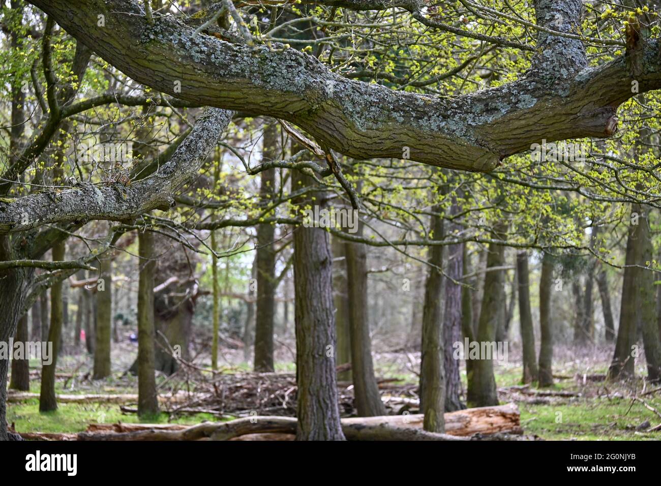Shropshire Countryside at its best, Animals and forestry Stock Photo ...