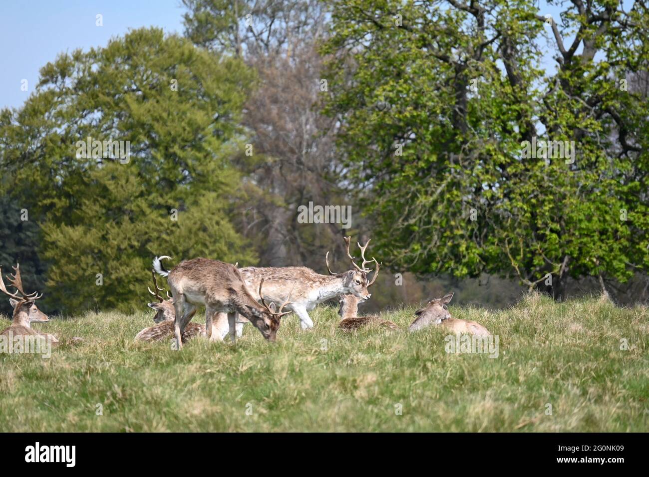 Shropshire Countryside at its best, Animals and forestry Stock Photo ...