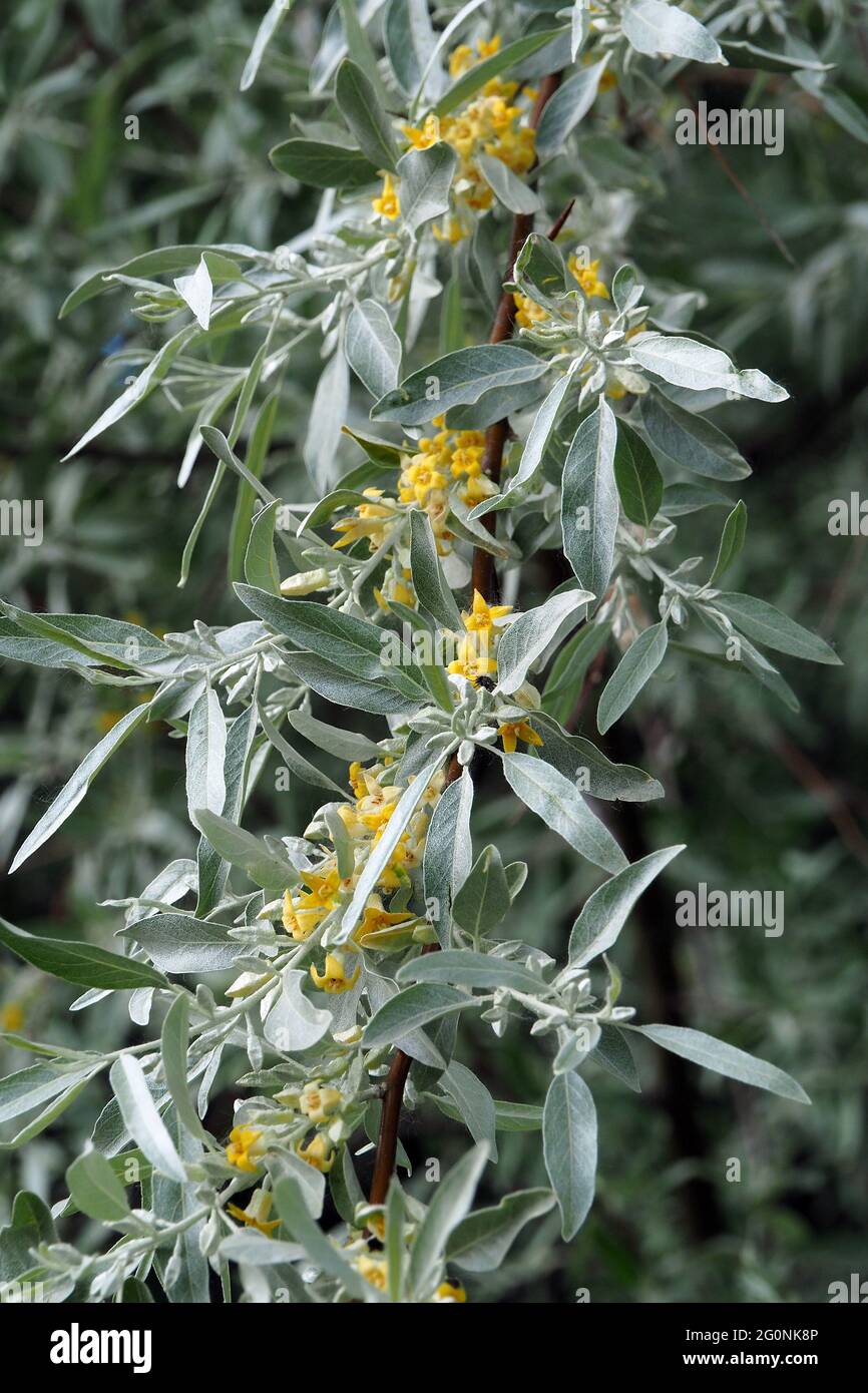 Russian olive tree hi-res stock photography and images - Alamy