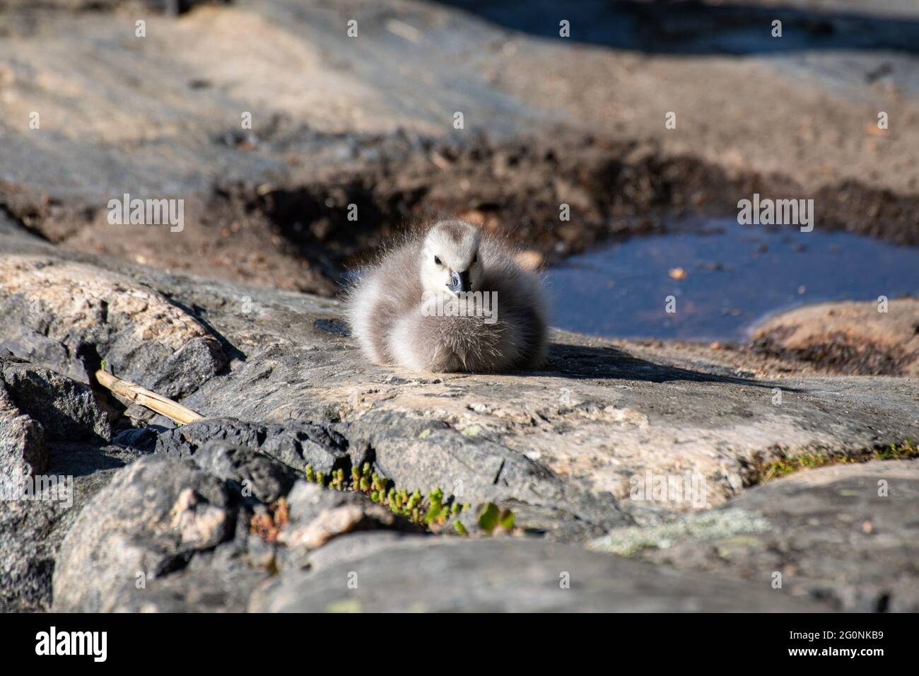 Barnacle gosling cliff hi-res stock photography and images - Alamy