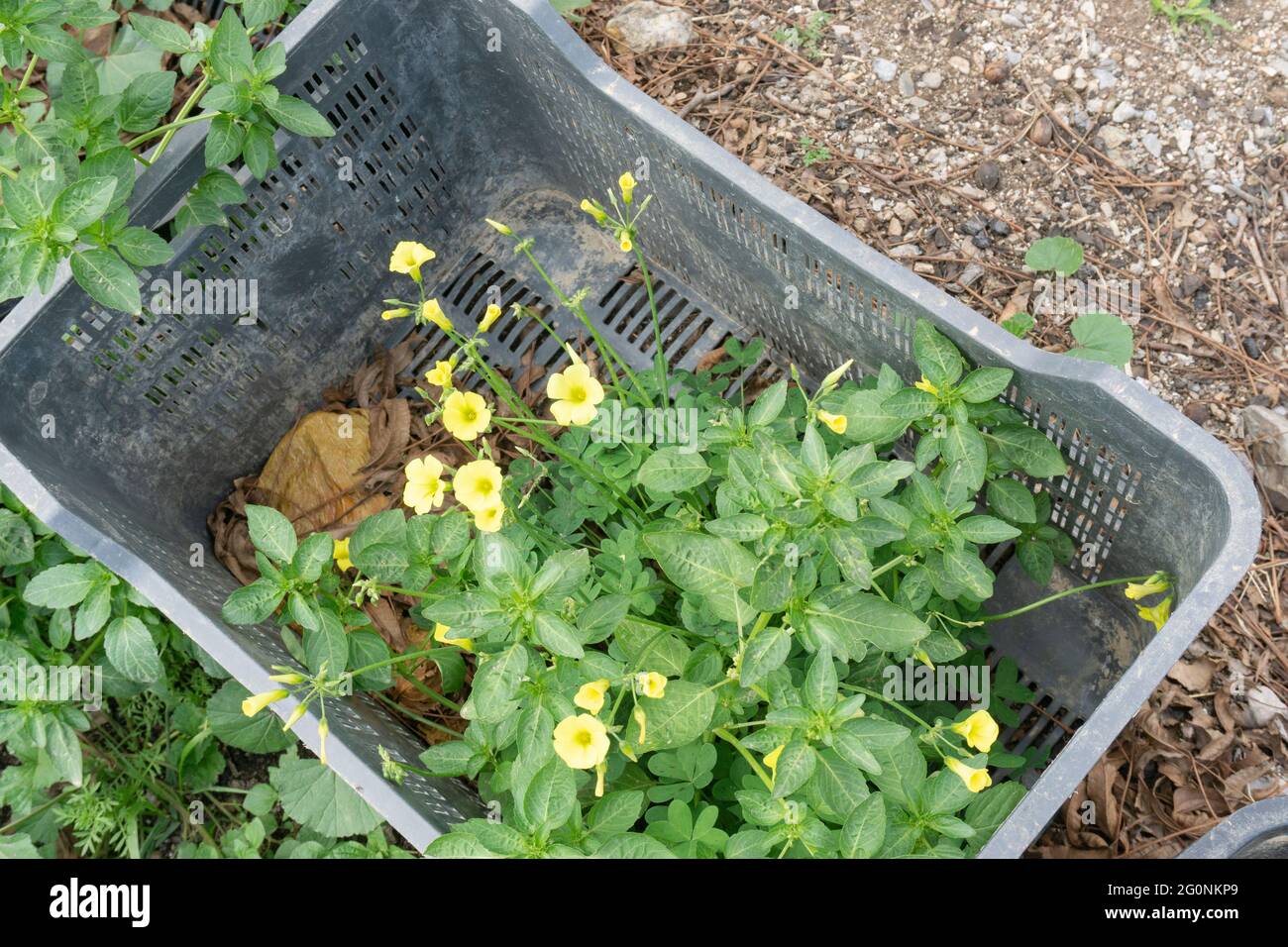 glover plant in a plastic box Stock Photo - Alamy