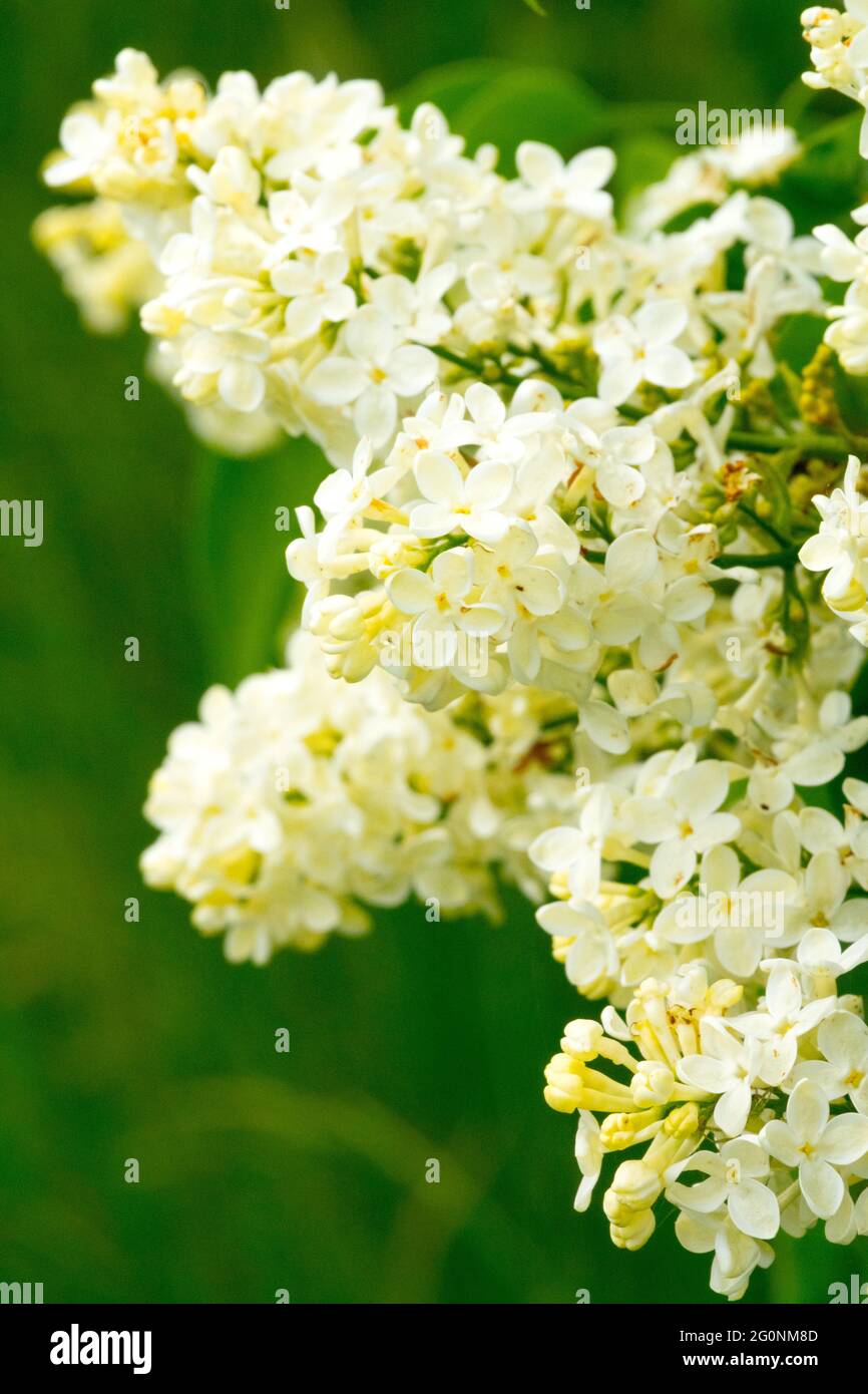 Syringa vulgaris ‘primrose’ hi-res stock photography and images - Alamy