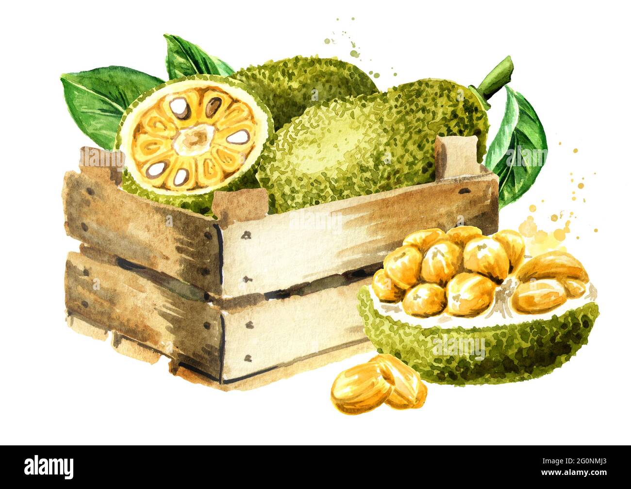 Box with Ripe Jackfruit. Hand drawn watercolor illustration, isolated ...