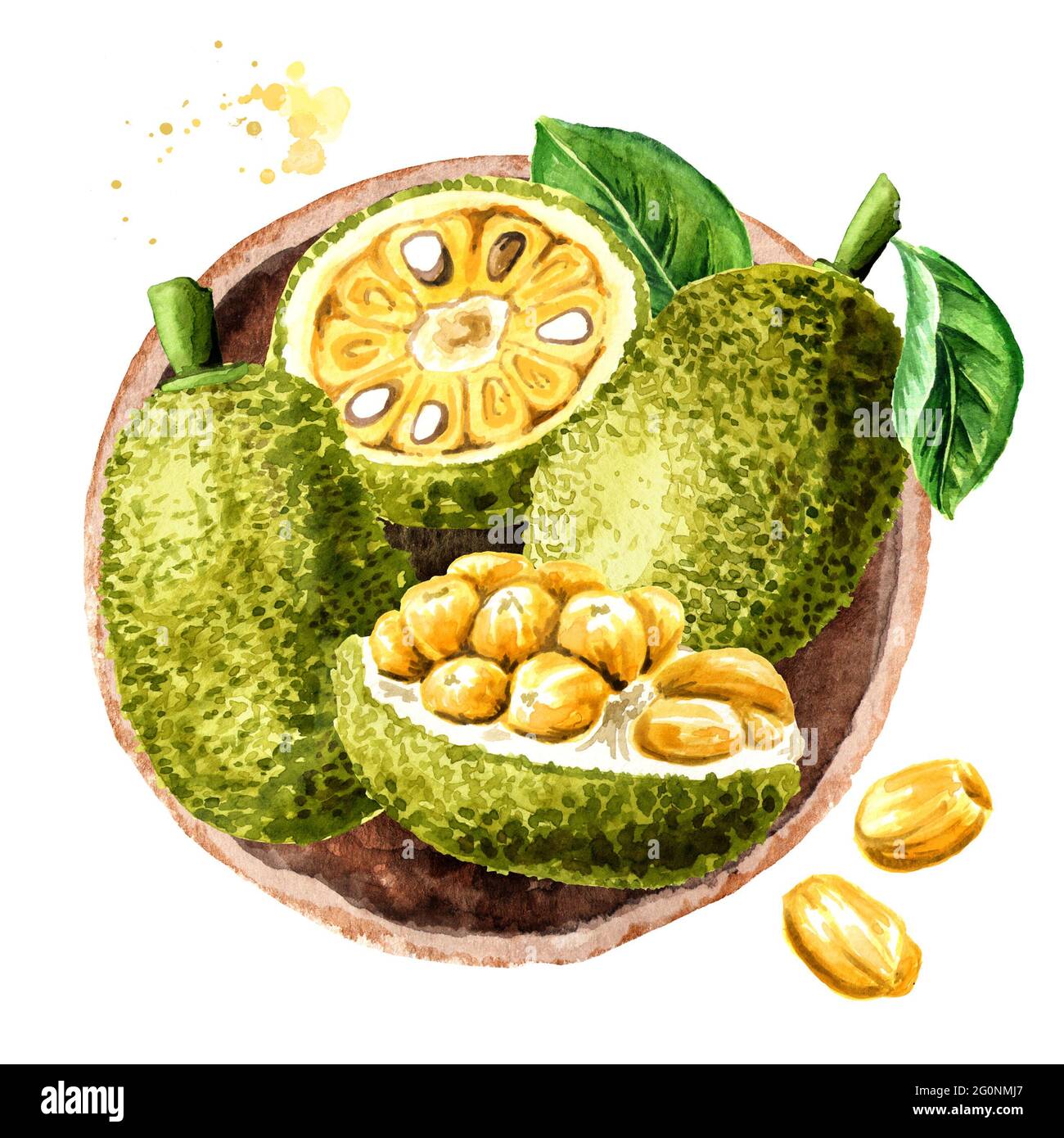 Bowl with Ripe Jackfruit, top view. Hand drawn watercolor illustration ...