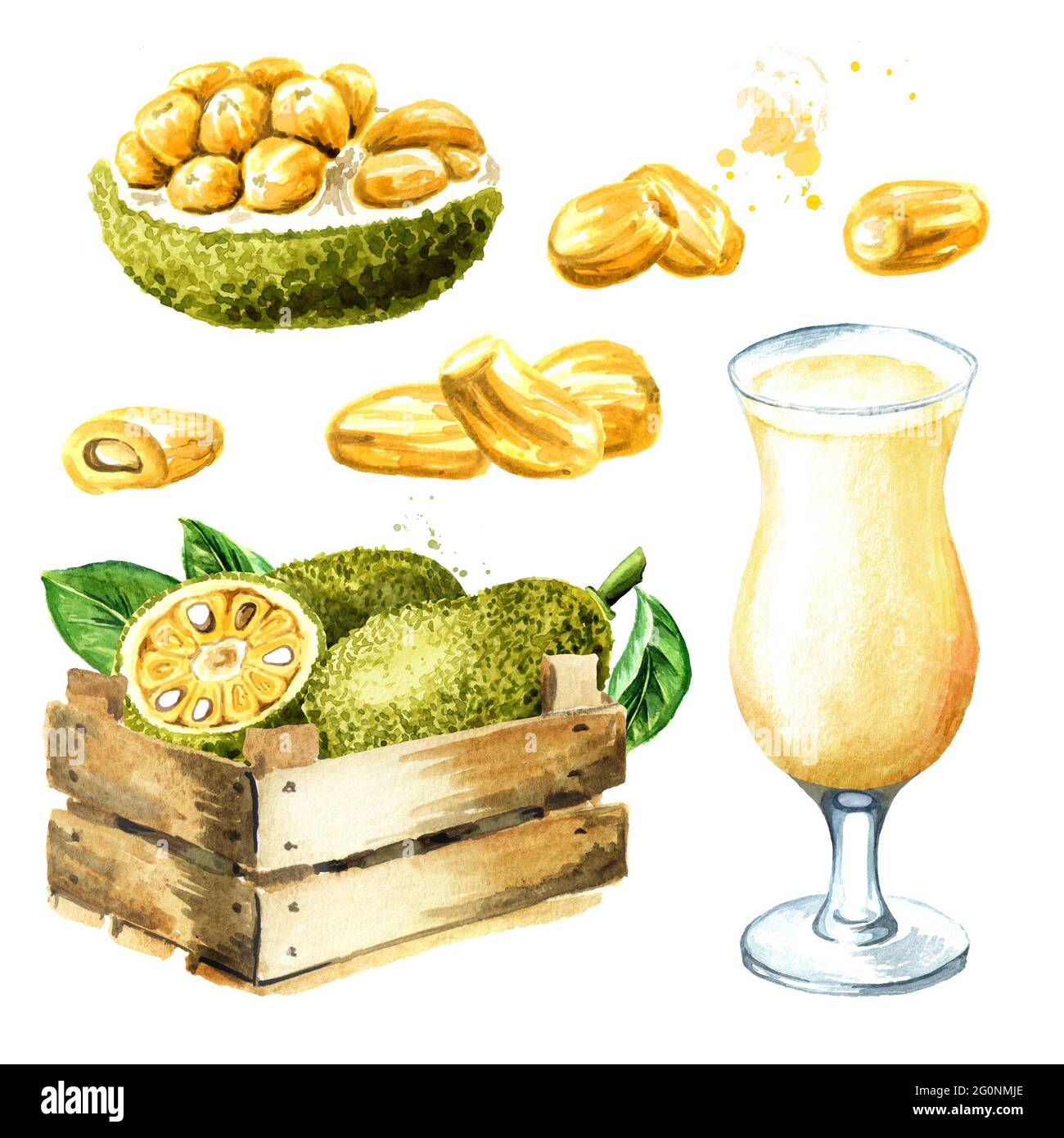 Jackfruit juice and box set. Hand drawn watercolor illustration ...