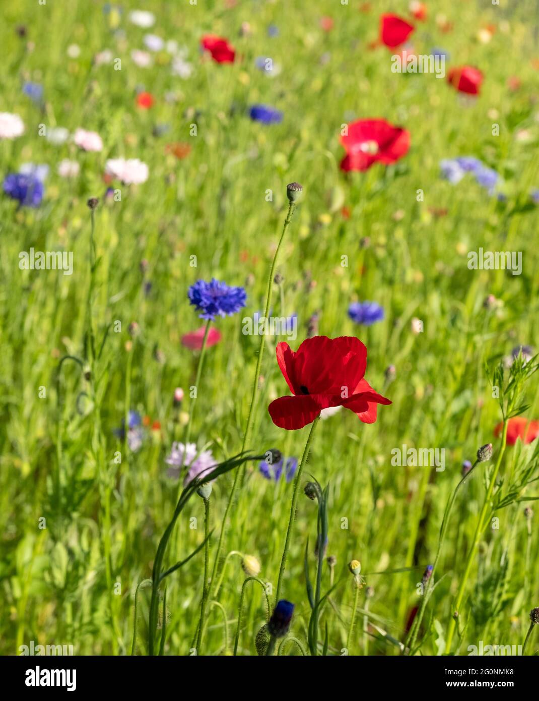 Attract wildlife hi-res stock photography and images - Alamy