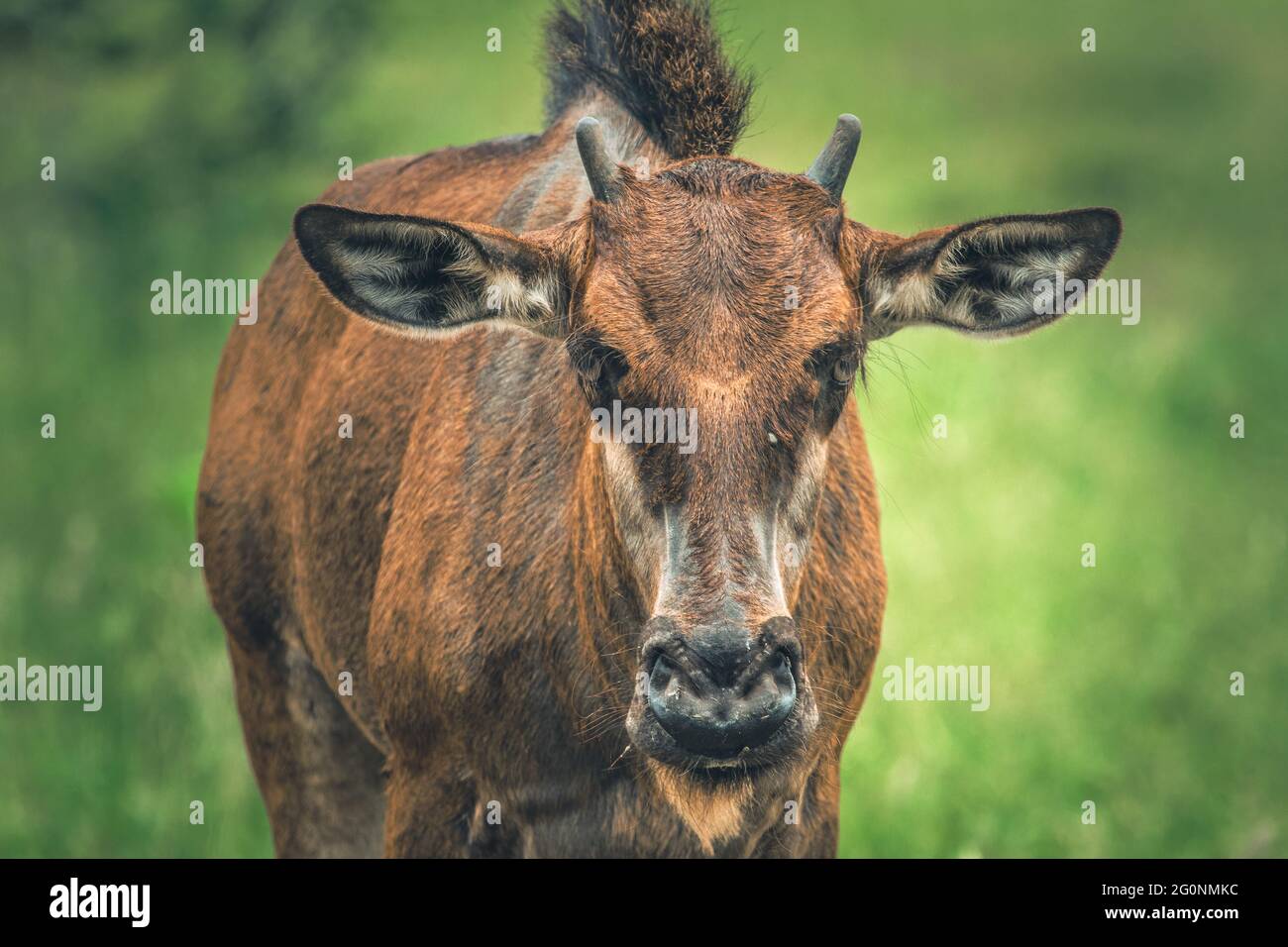 Closeup of a baby Blue Wildebeest's face looking into the camera ...