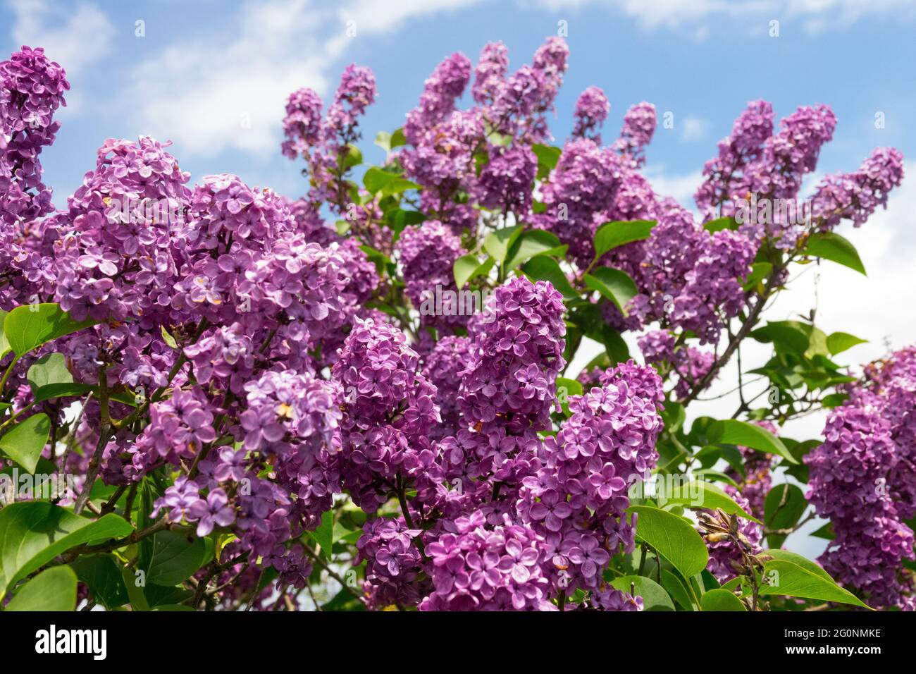 Common Purple Lilac Information