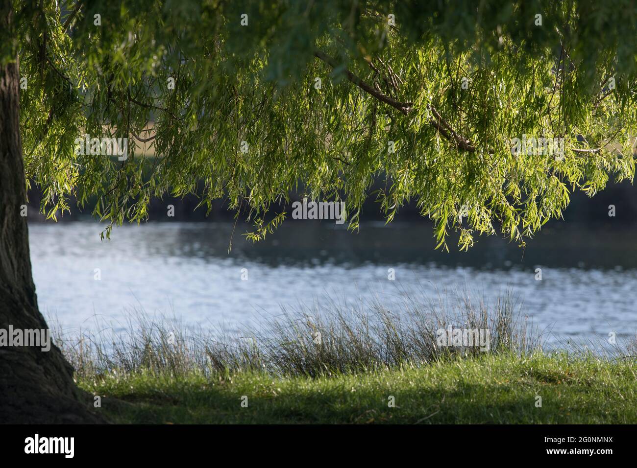 Weeping willow is a lovely graceful tree for a large scale garden or ...