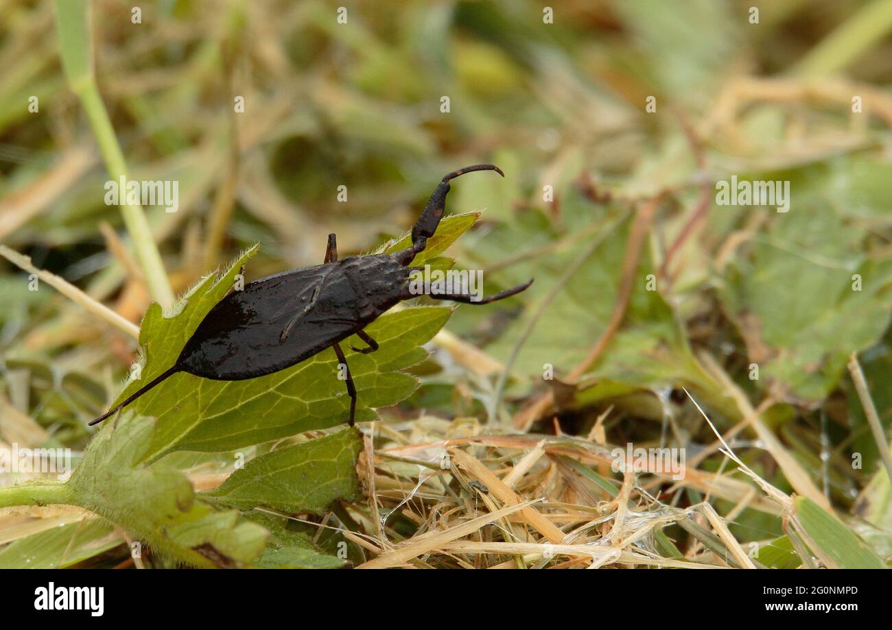 Nepa cinerea water scorpion hi-res stock photography and images - Alamy