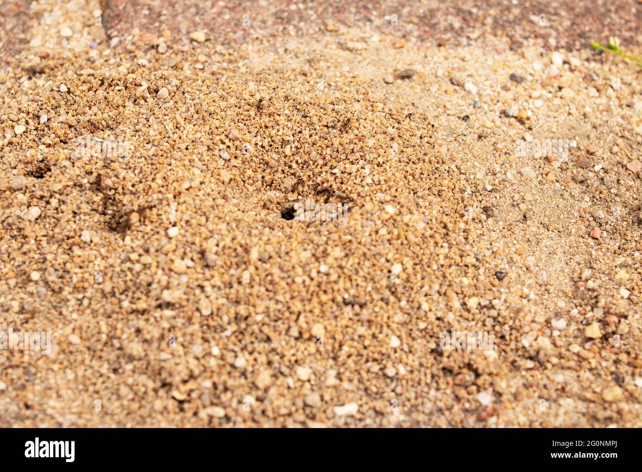 Invertebrate ant hill hi-res stock photography and images - Alamy