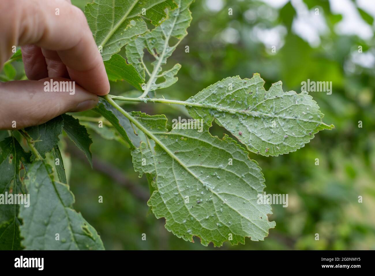 Tree eaten by insects hi-res stock photography and images - Alamy