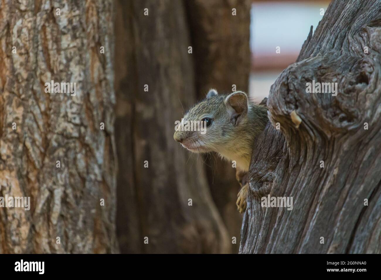 A young African Tree Squirrel looking out from its drey in the Greater ...