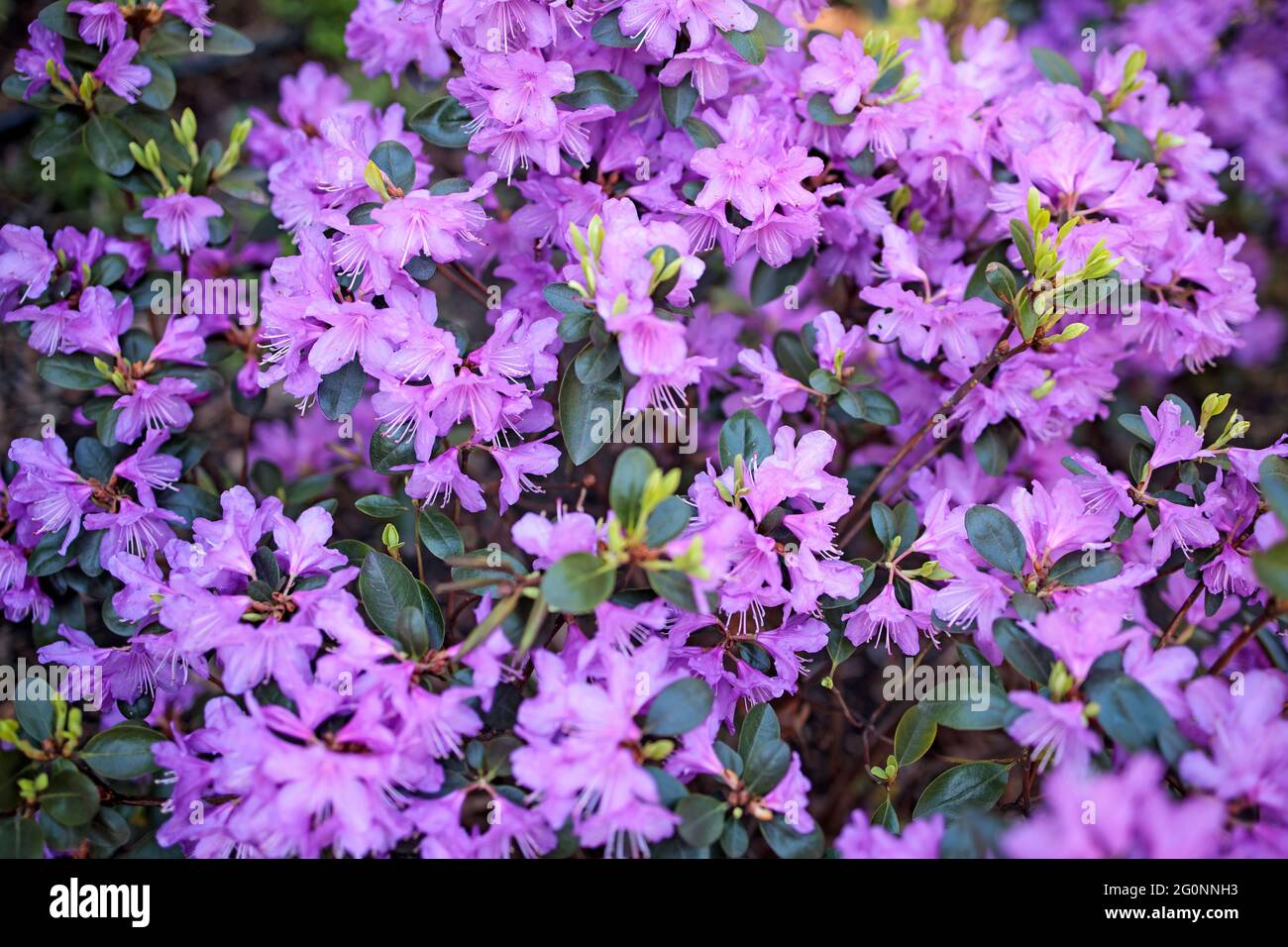 The evergreen Rhododendron hybrid Haaga has fully opened its bright ...