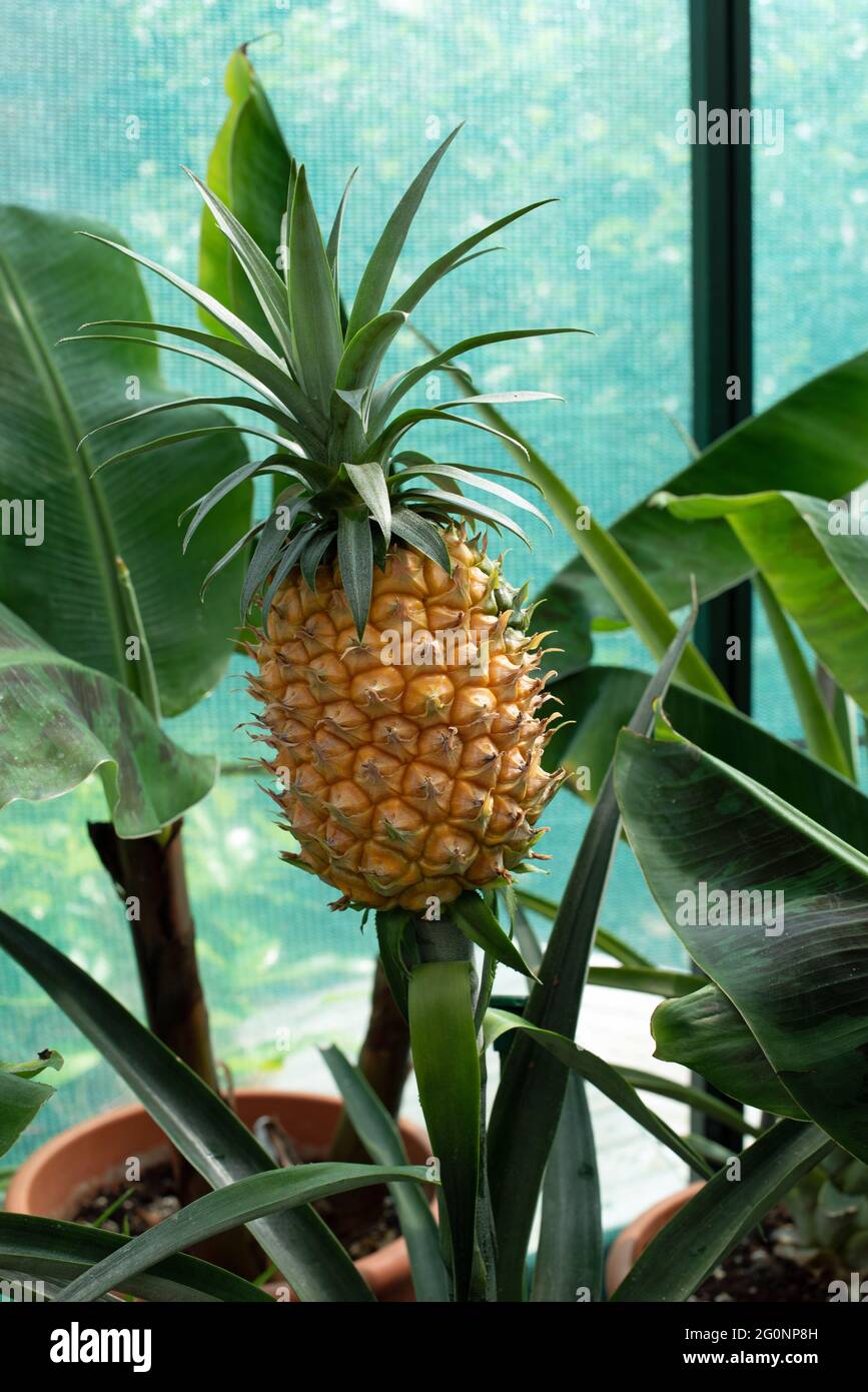 Hot house pineapples hi-res stock photography and images - Alamy