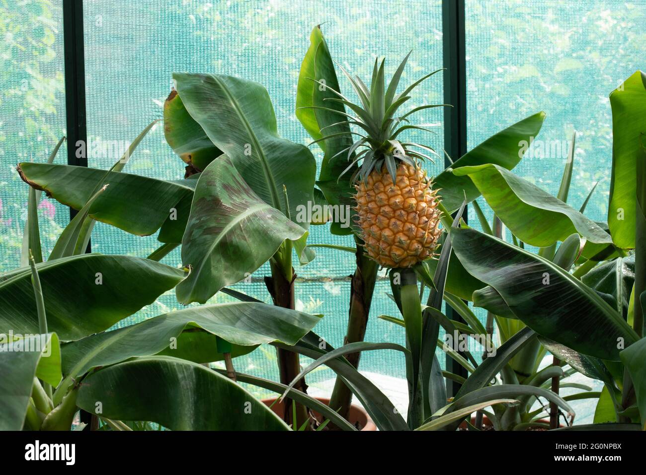 Hot house pineapples hi-res stock photography and images - Alamy