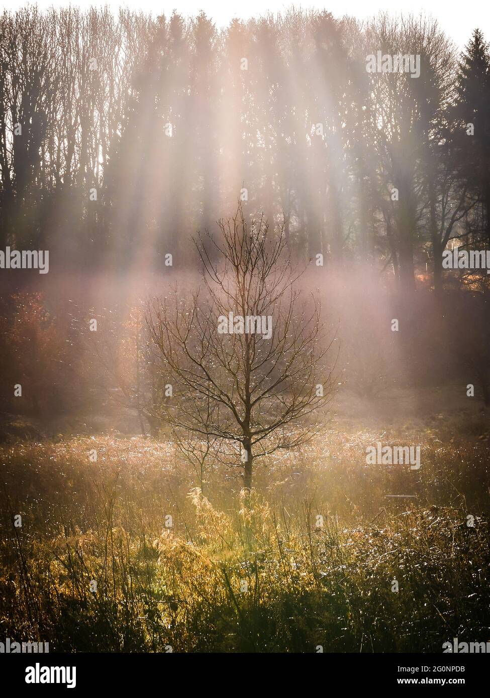 Beautiful scenery of the sun rays falling on a single tree in a field ...