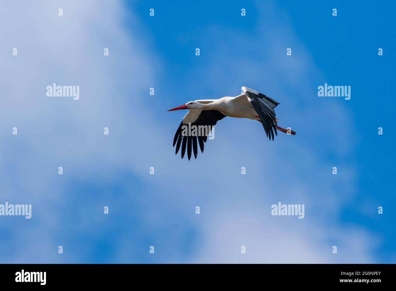 Stork in flight with blue sky clouds Stock Photo - Alamy