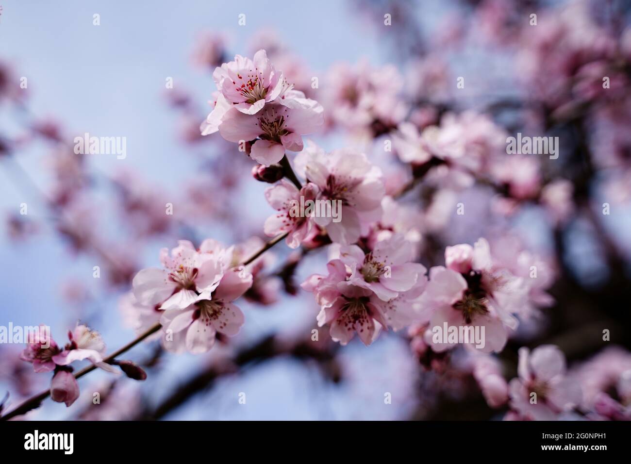 Spring Pink Flowers Stock Photo - Alamy