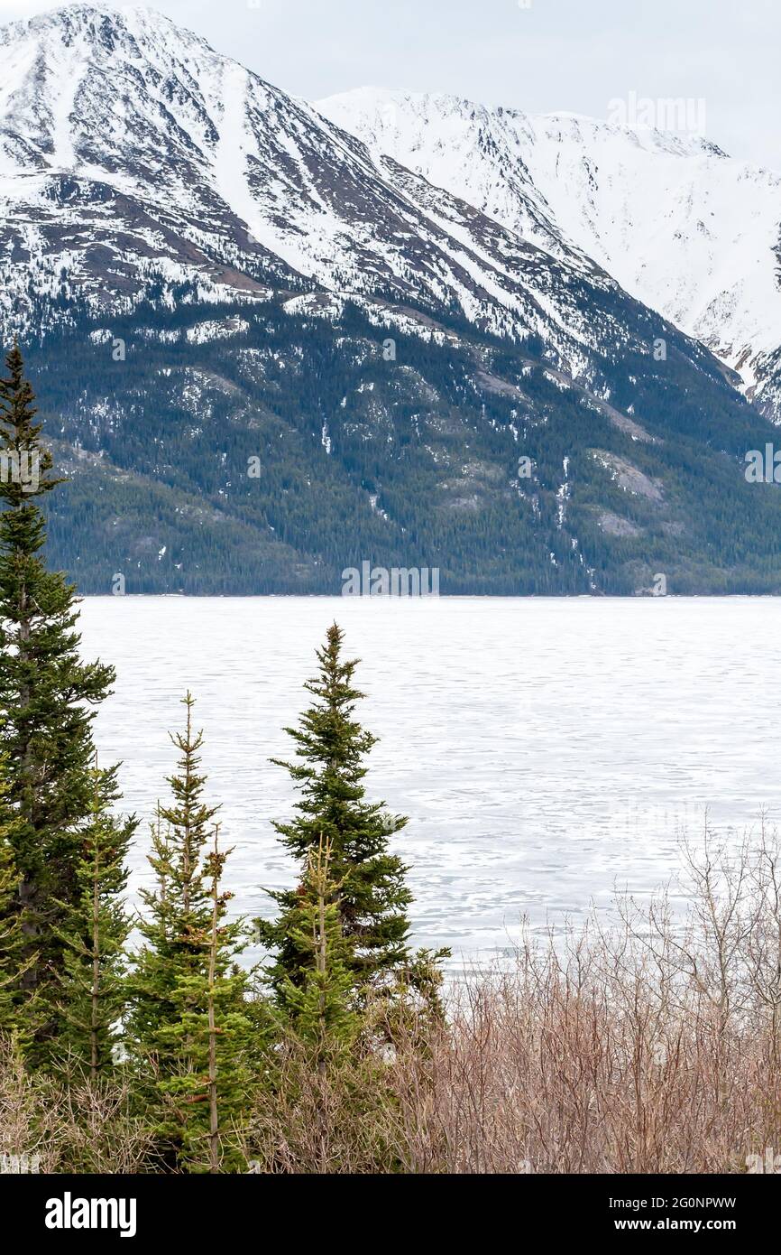 Evergreen tree british columbia hi-res stock photography and images - Alamy