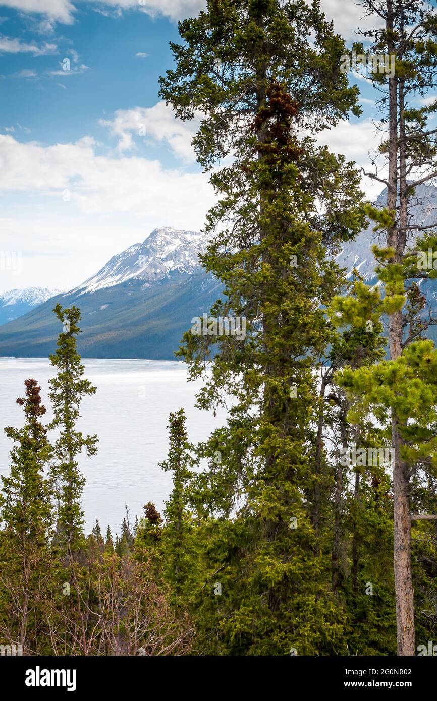 Evergreen tree pacific northwest hi-res stock photography and images ...