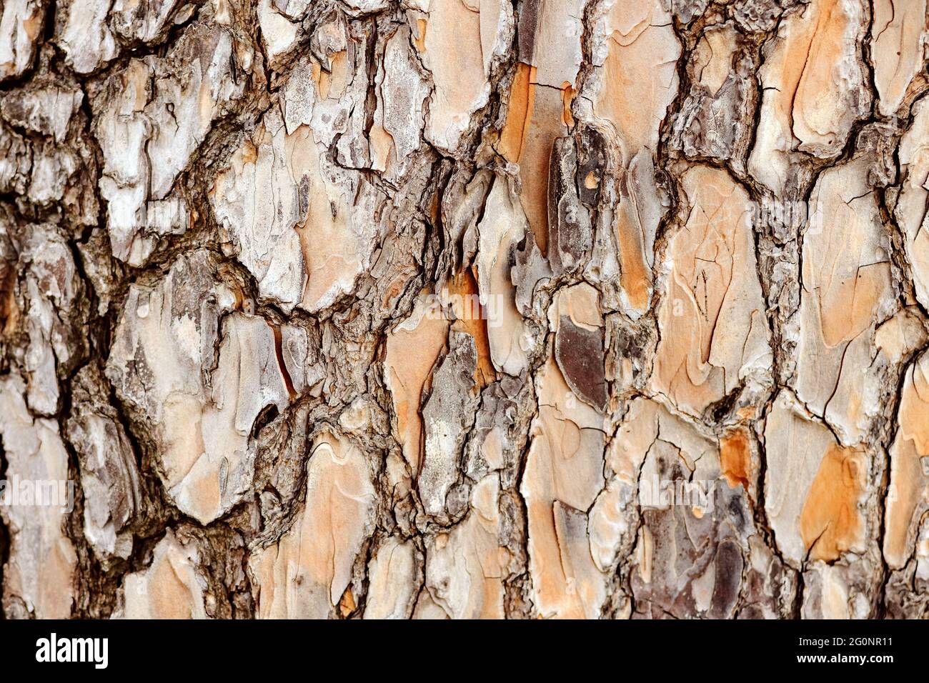 rustic wood bark texture background Stock Photo - Alamy