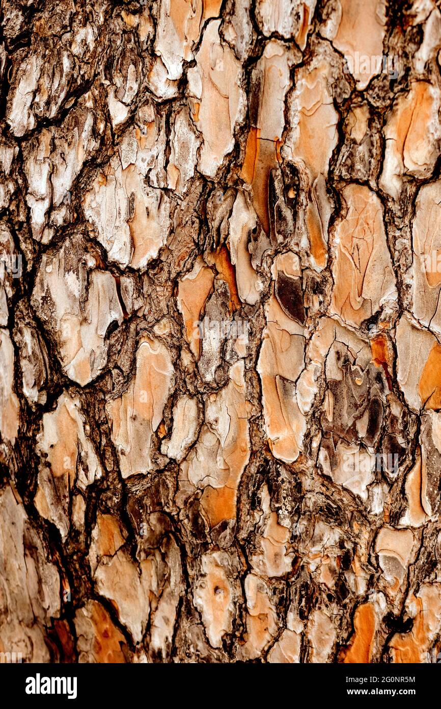 rustic wood bark texture background Stock Photo - Alamy