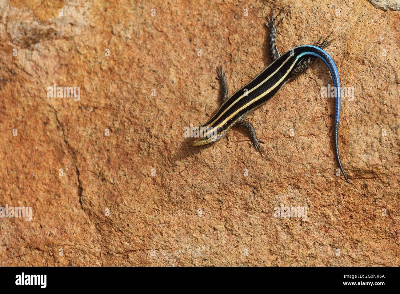 African striped skinks hi-res stock photography and images - Alamy